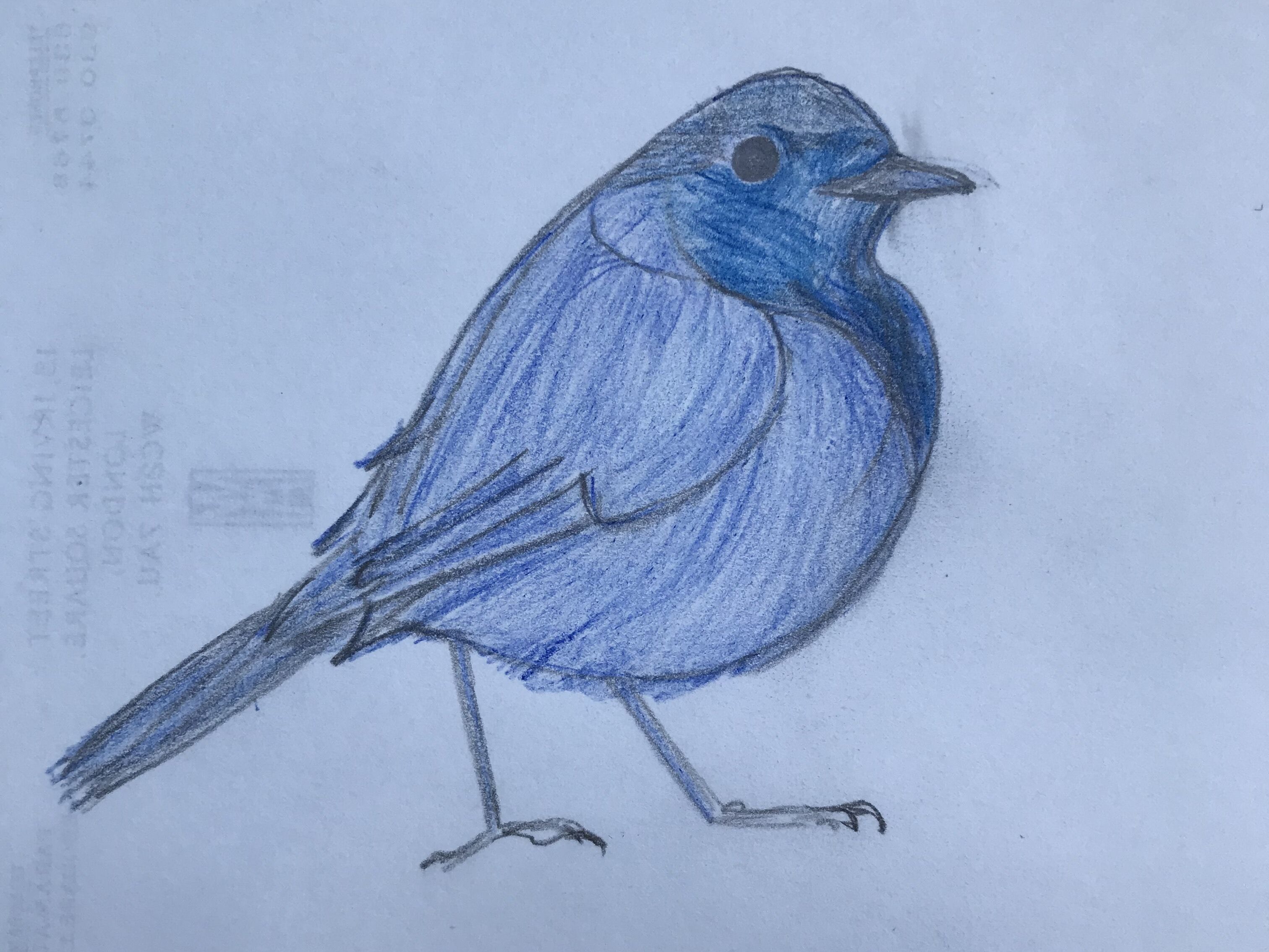 Blue Robin Press – Alison Grunwald